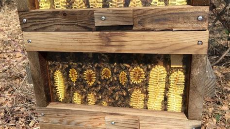 Warre Hives A Detailed Overview Beehivehero