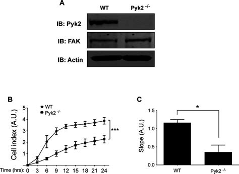 Pyk2 Regulates Cell Edge Protrusion Dynamics By Interacting With Crk Pmc