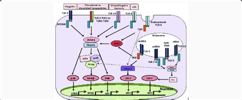 Toll Like Receptor Signaling Pathways Toll Like Receptors Tlrs