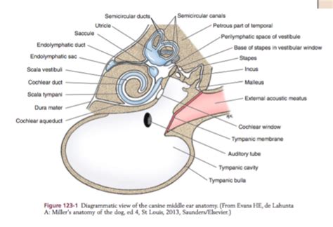 Feline Ear Anatomy