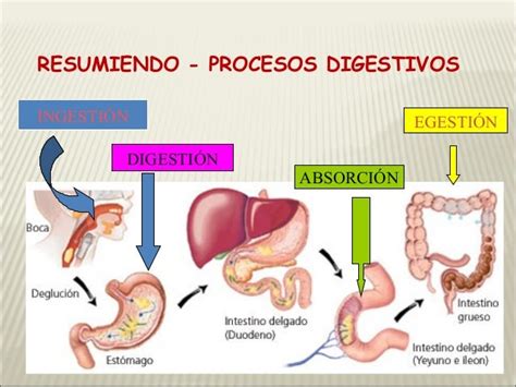 La DigestiÓn