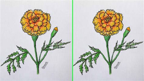 Easy Drawing Of Marigold Flower At Sharon Melton Blog