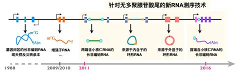 基因组“暗物质”挑战遗传学中心法则？陈玲玲：拓展认知和理解编码研究细胞