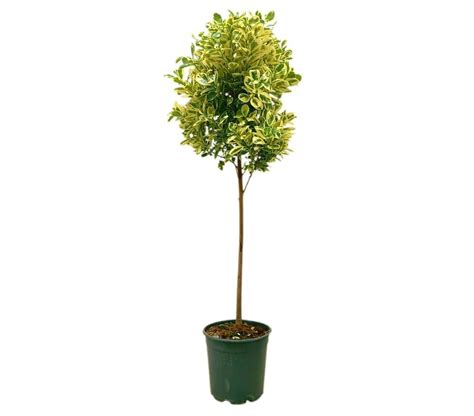 Ficus Giulia Tronco M25