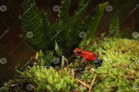 Red Strawberry Poison Dart Frog Dendrobates Pumilio In The Nature Habitat Costa Rica Stock