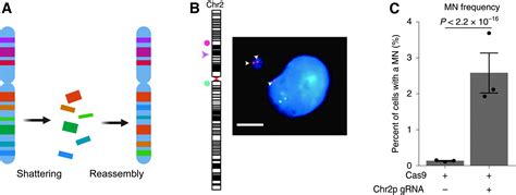 Crispr And Chromothripsis Proceed With Caution The Crispr Journal