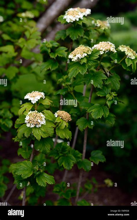 Viburnum Trilobum Compactum Dwarf Cranberry Bush White Flower Flowers