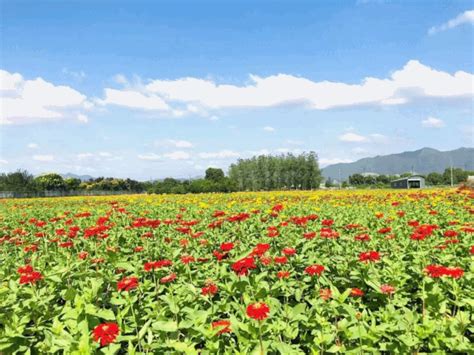 花海动态图片 动态花海 第3页 大山谷图库