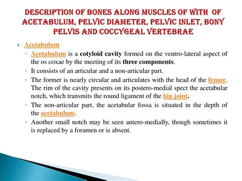 Ppt Veterinary Anatomy Overview Pelvic Cavity And Bony Pelvis Structures