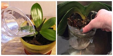 Як правильно поливати орхідею щоб вона не скидала бутони