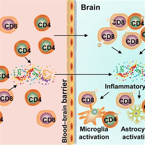 Of T‐cell Roles In Ad With The Development Of Ad T‐cell Infiltration