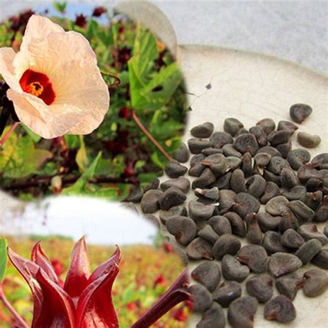 Hibiscus Plant Seeds