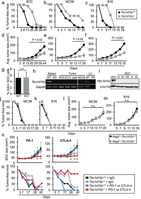 T Cell Mediated Tumor Resistance Conferred By Tbc1d10c Deficiency Download Scientific Diagram