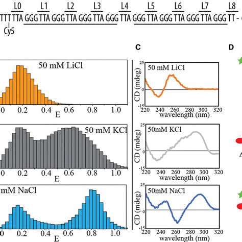 Dominant Dna Conformations And Conformational Distributions Of The