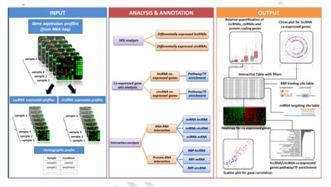 Circlncrnanet An Integrated Web Based Resource For Mapping Functional