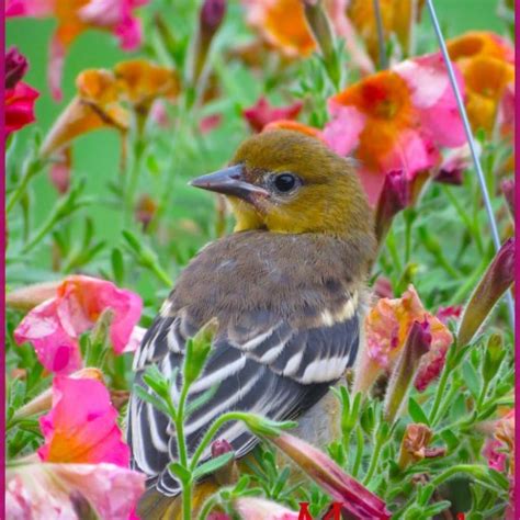 The Shutterbug Clique Friends Sharing Life Through Photos
