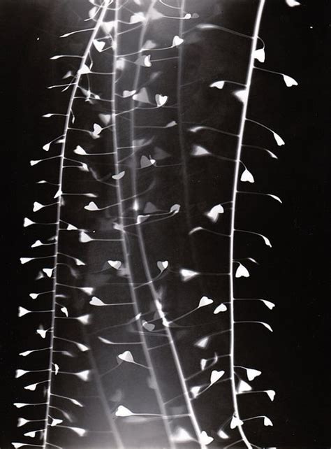 Pin By Alice Romano On A Alternative Photography Pattern Photography