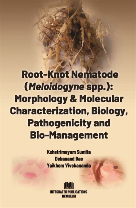 Root Knot Nematode Meloidogyne Spp Morphology And Molecular