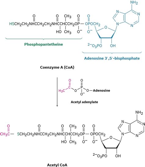 218 Chemistry Of Thioesters And Acyl Phosphates Biological Carboxylic