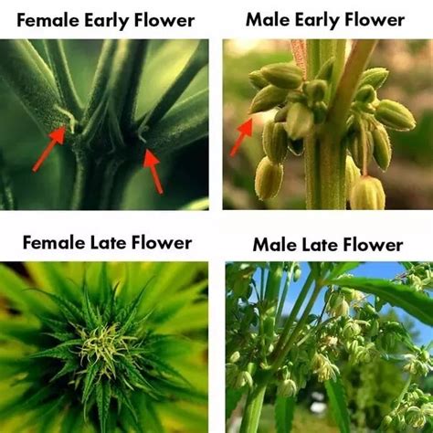 What Are The Early Signs Of Male Plant