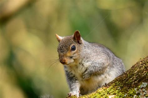 一只灰松鼠坐在树上的肖像高清图片下载 正版图片503895809 摄图网