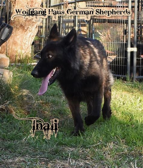 Inali Wolfganghausgsd