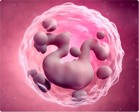T Regulatory Cells Microscope