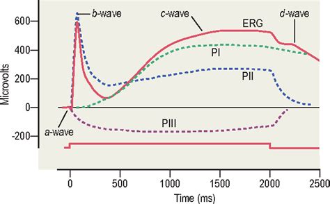 Figure 244 From Electroretinogram Of Human Monkey And Mouse