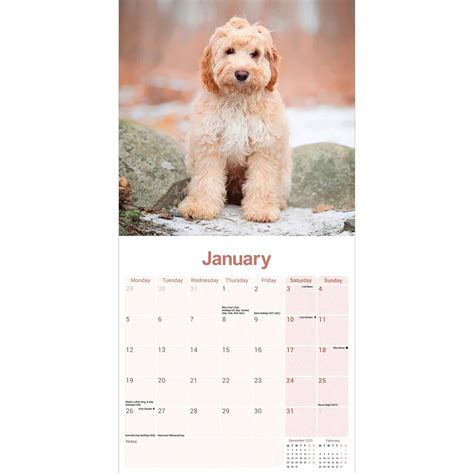 Cockapoo Puppies Calendar 2026
