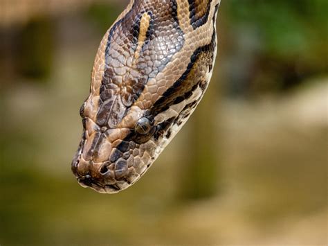 Reticulated Python Bite