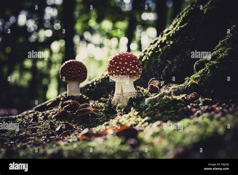 Fungi Roots Root Fungus Hi Res Stock Photography And Images Alamy