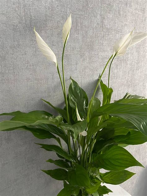 ᐉ Растение Спатифилум 60 cм • Купить в Киеве, Украине • Лучшая цена в ...