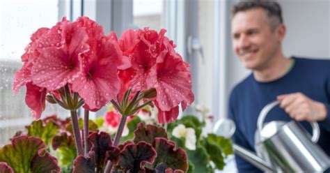 Как да подхраним мушкатото през зимата така че да цъфти като лудо през пролетта Проста рецепта