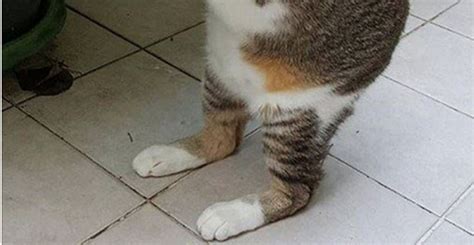 Передние лапы кошки - картинки и фото koshka.top