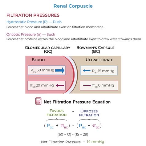 Physiology Glossary Glomerular Filtration Membrane Ditki Medical