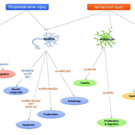 The Scheme Of Long Noncoding Rnas Lncrnas And Circular Rnas Download Scientific Diagram