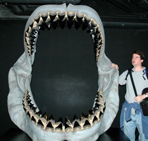 Real Megalodon Skeleton