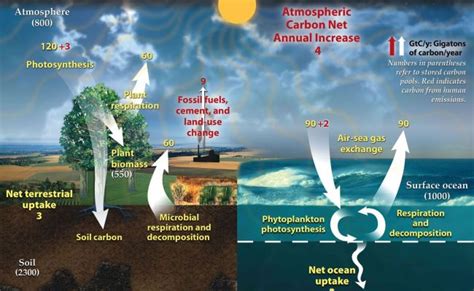 Carbon Cycle Definition Steps And Examples Biology Dictionary Bilarasa