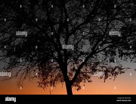 Tree Outline Hi Res Stock Photography And Images Alamy