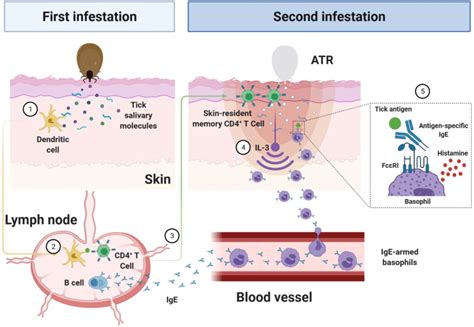 Immune Mechanism Of ATR The Manifestation Of ATR Can Be Separated In