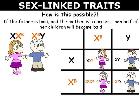 03 sex linked inheritance