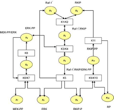 Scheme Of The Rasrafmekerk Pathway Download Scientific Diagram