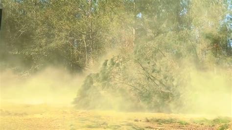Falling Tree Turns Into A Pollen Storm