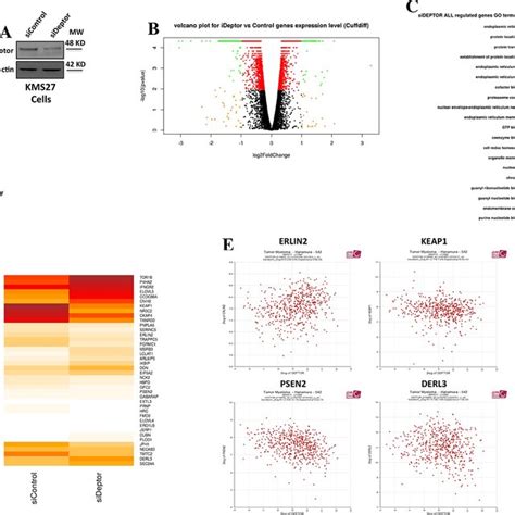A 1×105 Lt Hsc St Hsc Mpp Clp Cmp Gmp Mep T B And Myeloid Download Scientific Diagram