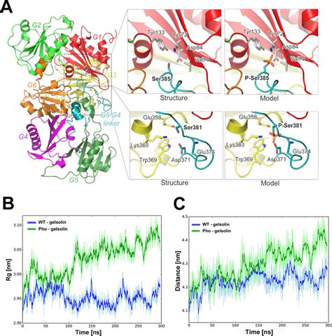 Molecular Dynamics Simulations Of The Effects Of Phosphorylation By Download Scientific Diagram
