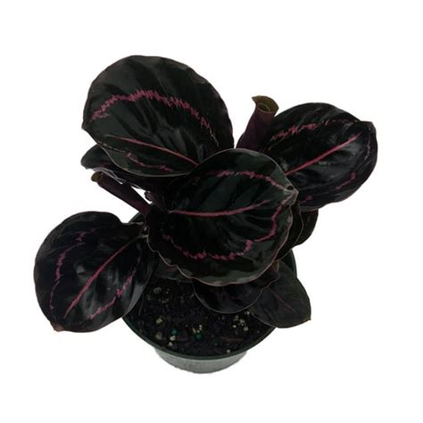 Dottie Rose Calathea Roseopicta Live Indoor Flowering Plant In 4 Pot