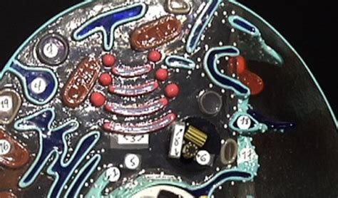 Large Cell Round Model Pt 3 Diagram Quizlet