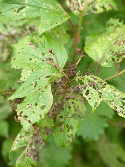 Viburnum Leaf Disease At Shauna Collins Blog