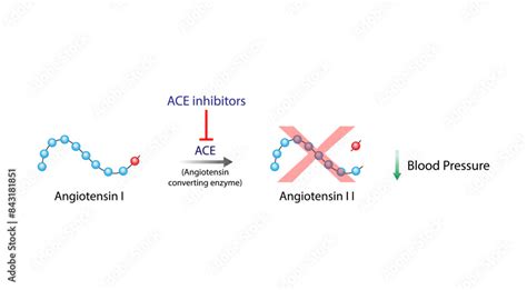 Angiotensin Converting Enzyme Inhibitors Ace Inhibitors Renin Angiotensin Aldosterone System