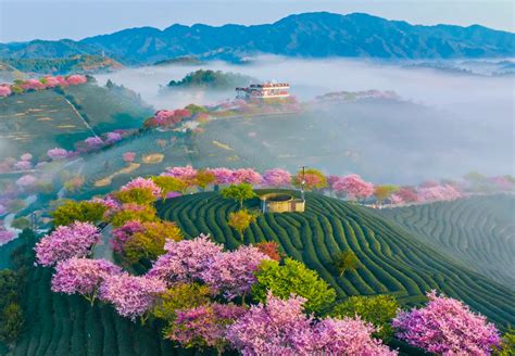 Tour du lịch Hạ Môn Mùa Hoa Anh Đào 4N3Đ